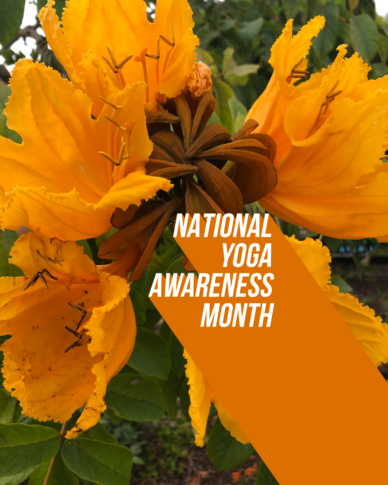 September is National Yoga Awareness Month - Yoga Through The 8 Limbs